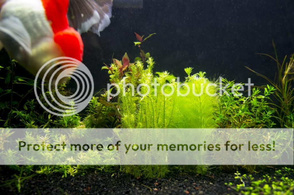 Tithra's 40 breeder - Planted Goldfish Tank | The Planted Tank Forum