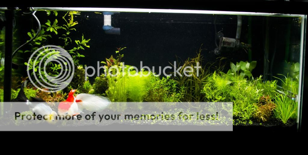 Tithra's 40 breeder - Planted Goldfish Tank | The Planted Tank Forum
