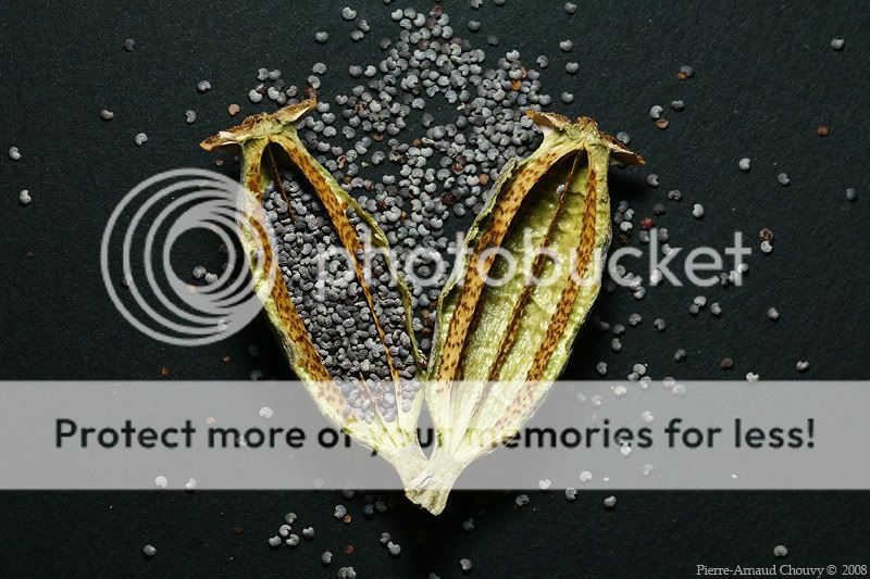 Poppy Cultivation and Opium Extraction? :: SuperTopo Rock Climbing ...