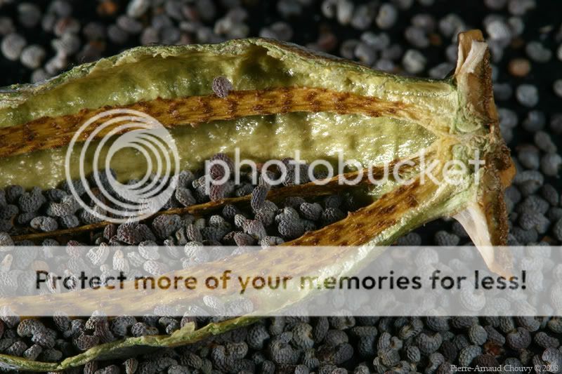 Poppy Cultivation and Opium Extraction? :: SuperTopo Rock Climbing ...