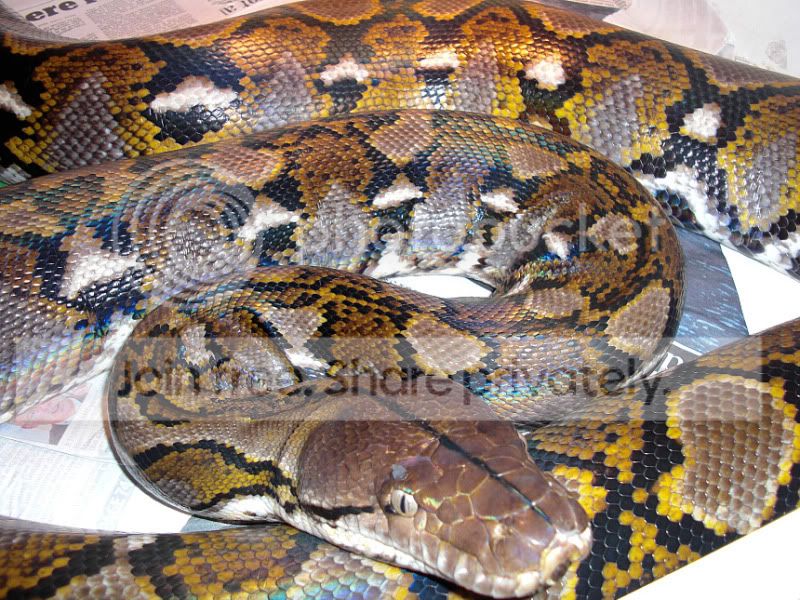 caramel retic het | Reptile Forums