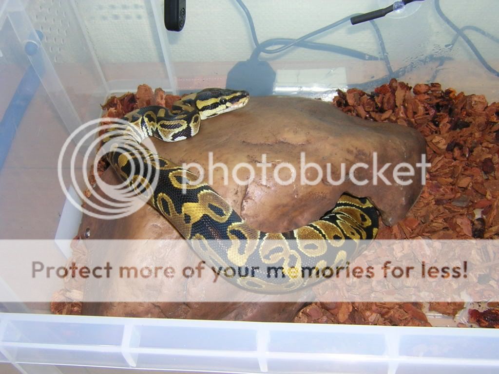 New Royal | Reptile Forums