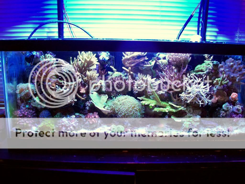 Small SPS Tanks - Let's see them! - Page 3 - Reef Central Online Community